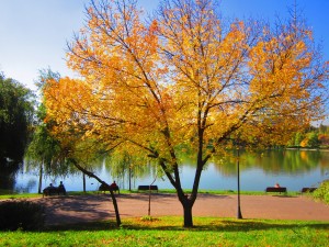 Tablouri de toamna | Wish of Love. Summer Love